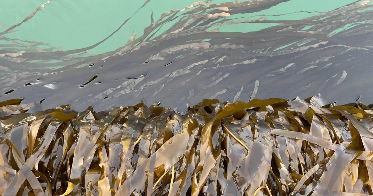 Selectively Breeding Seaweed | World Wildlife Fund