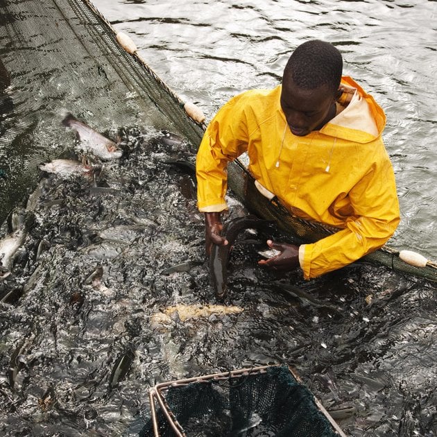 WWF Supports Responsibly Farmed Seafood | World Wildlife Fund