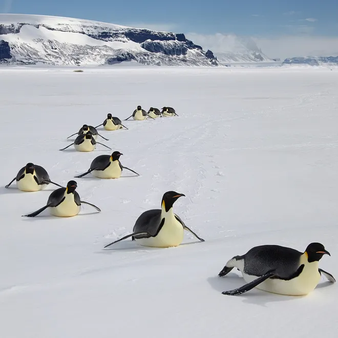Make a Tax-Free IRA Gift to Support WWF | World Wildlife Fund
