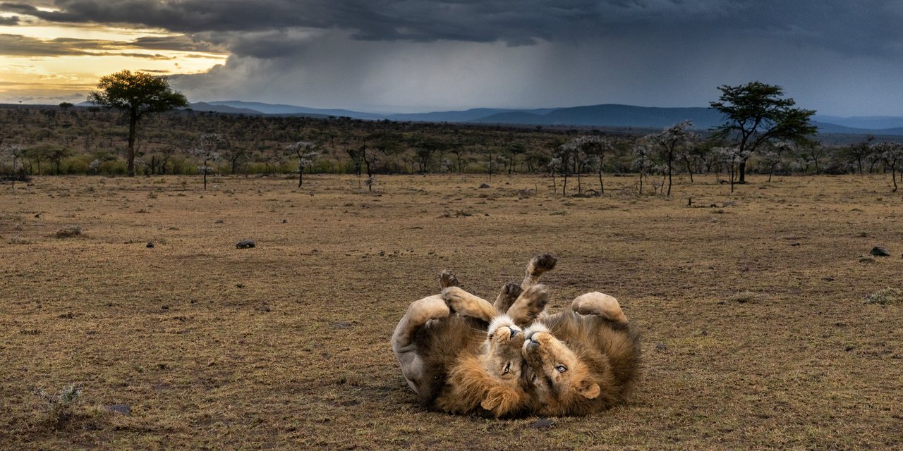 Helping Communities and Lions Coexist in Southern Africa | World ...