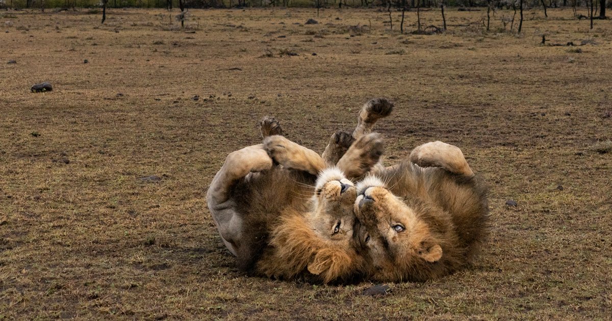 Helping Communities and Lions Coexist in Southern Africa | World ...