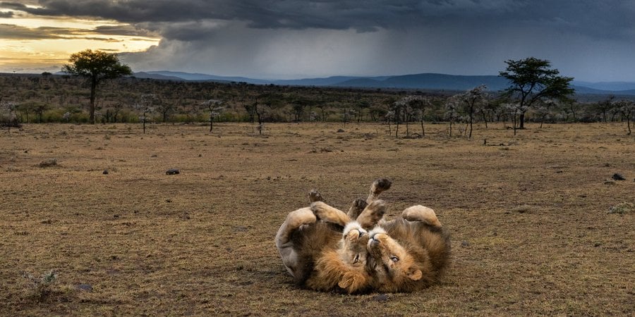 Helping Communities and Lions Coexist in Southern Africa | WWF