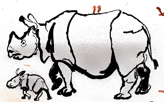 Rhinos: Conservation Status and Global Efforts | World Wildlife Fund