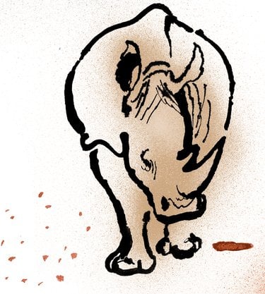 Rhinos: Conservation Status and Global Efforts | World Wildlife Fund