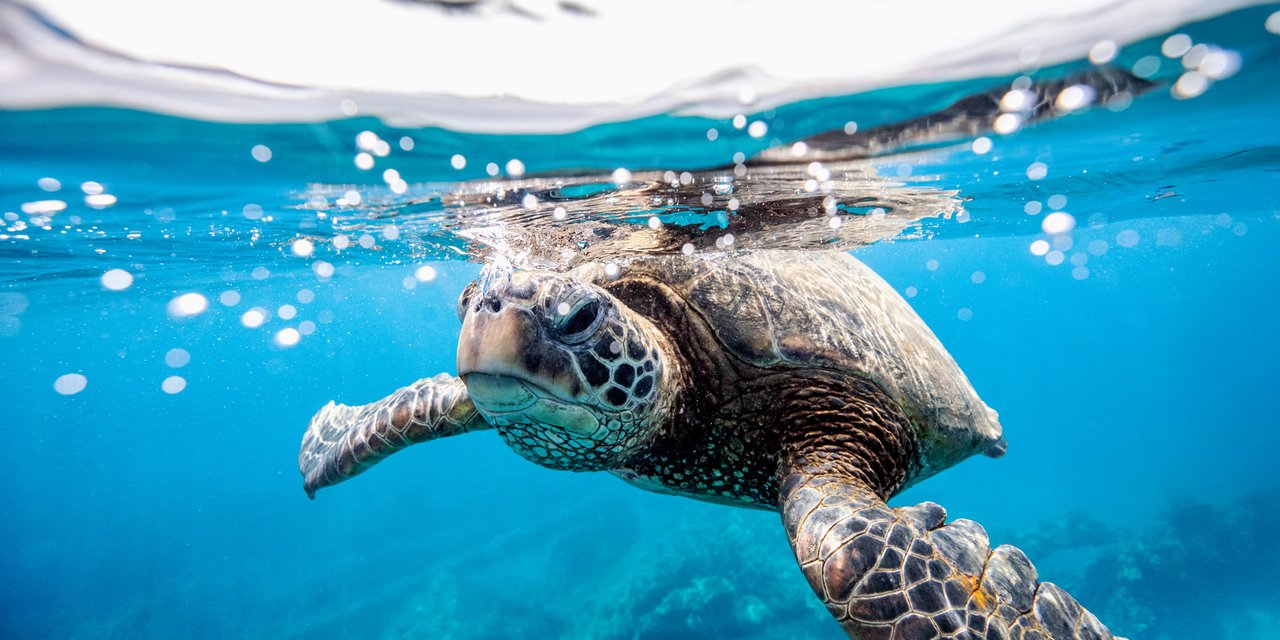 Saving Sea Turtles Requires Saving the Endangered Species Act | WWF