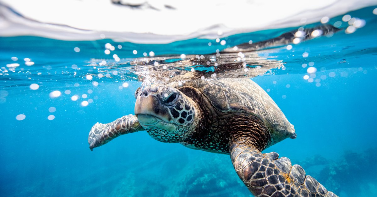 Saving Sea Turtles Requires Saving the Endangered Species Act | WWF