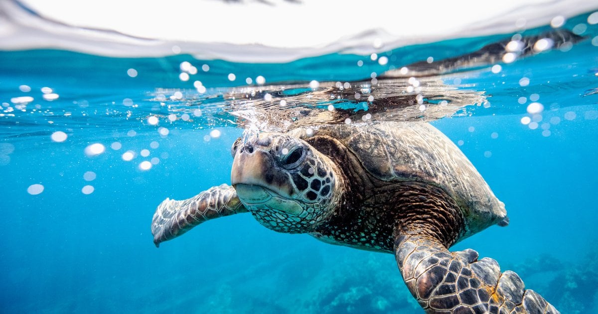 WWF's Animal and Nature Facts | WWF