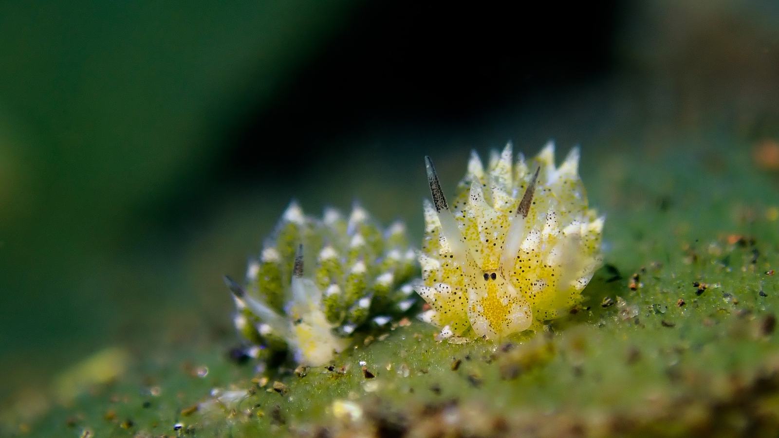 What is a leaf sheep? Meet this marvelous underwater slug | World ...