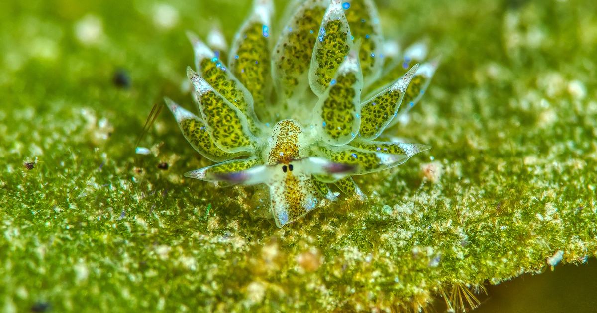 What is a leaf sheep? Meet this marvelous underwater slug | World ...