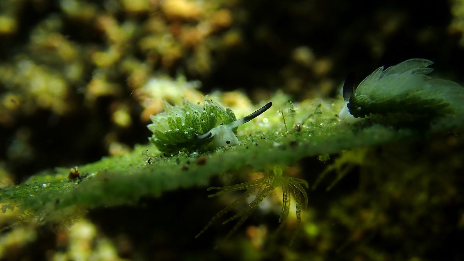 What is a leaf sheep? Meet this marvelous underwater slug | World ...