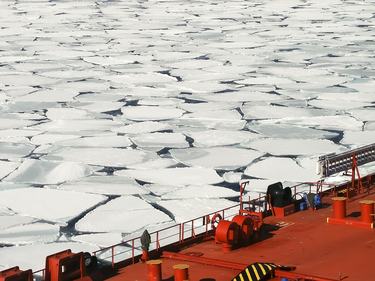 Unicorn of the Sea: Fascinating Narwhal Facts | WWF