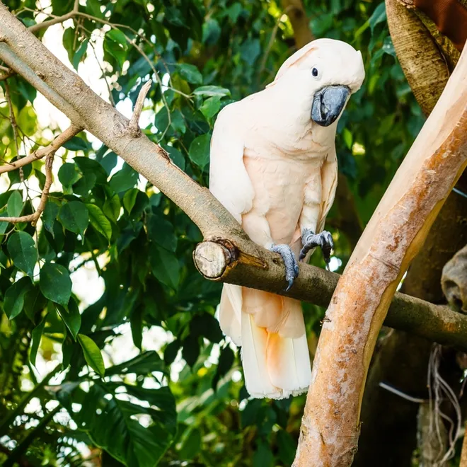 Umbrella Cockatoo Pet Risk and Care Assessment | World Wildlife Fund