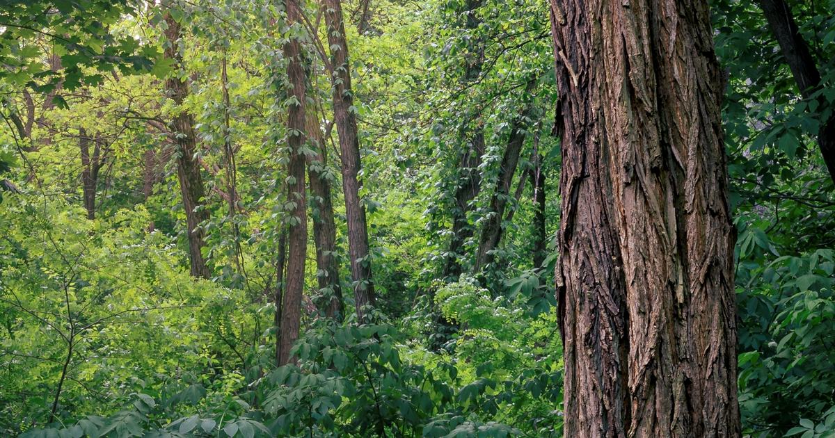 Black Locust and Building Markets for Invasive Species | WWF