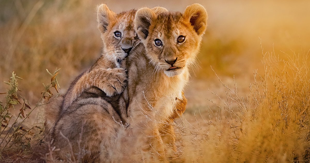 Free Ecards | WWF