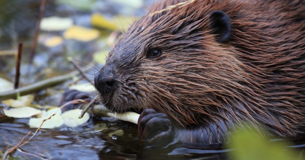 Beaver | World Wildlife Fund