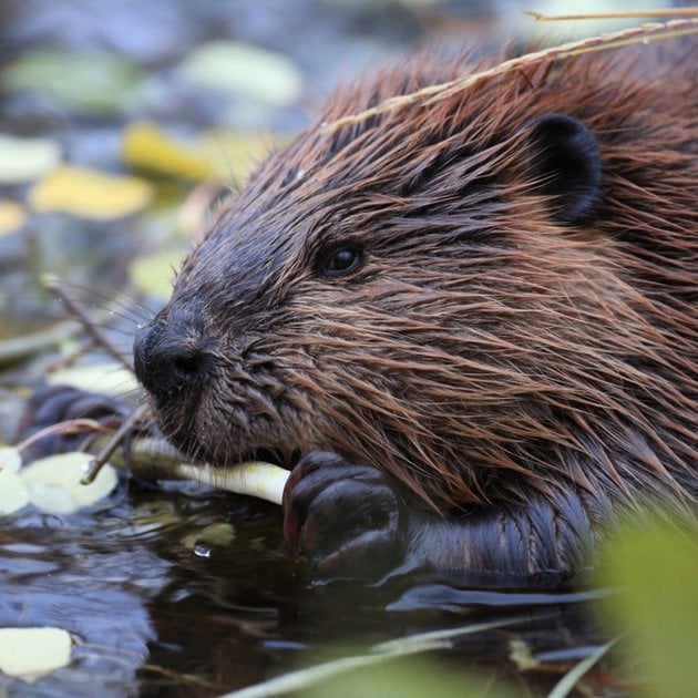 Beaver | World Wildlife Fund