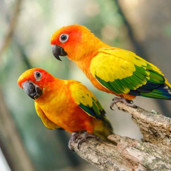 Do Sun Conures Make Good Pets? | World Wildlife Fund