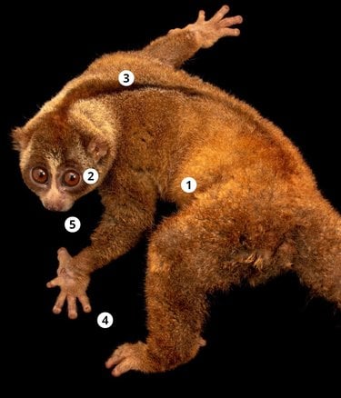 Slow Lorises: Cute, Venomous, and Fiercely Territorial | World Wildlife ...