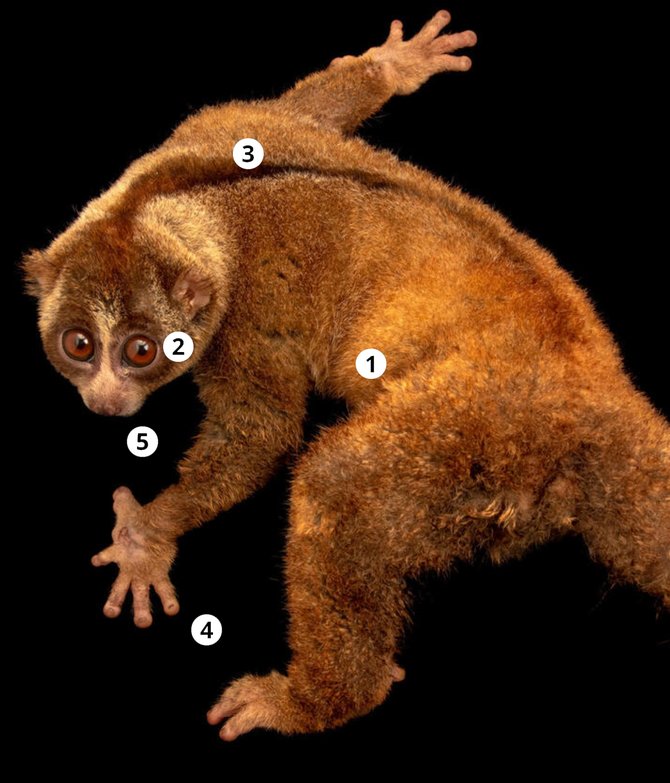 Slow Lorises: Cute, Venomous, and Fiercely Territorial | World Wildlife ...