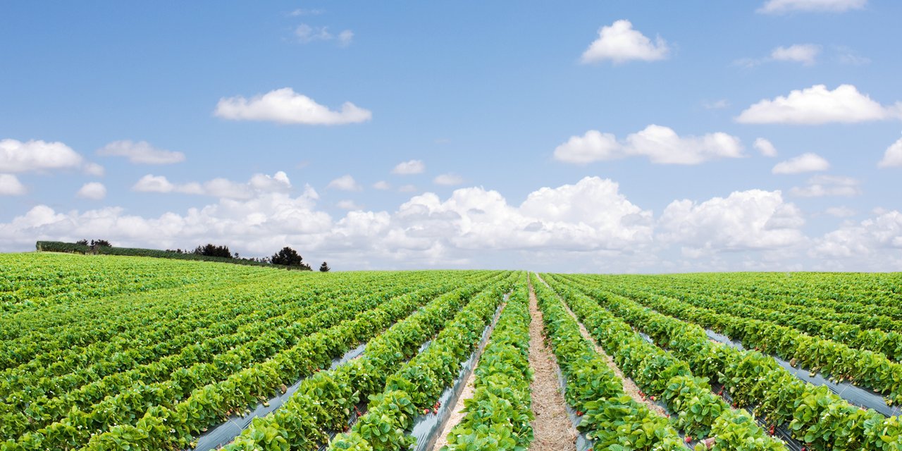 How many strawberries does the average American eat? | WWF