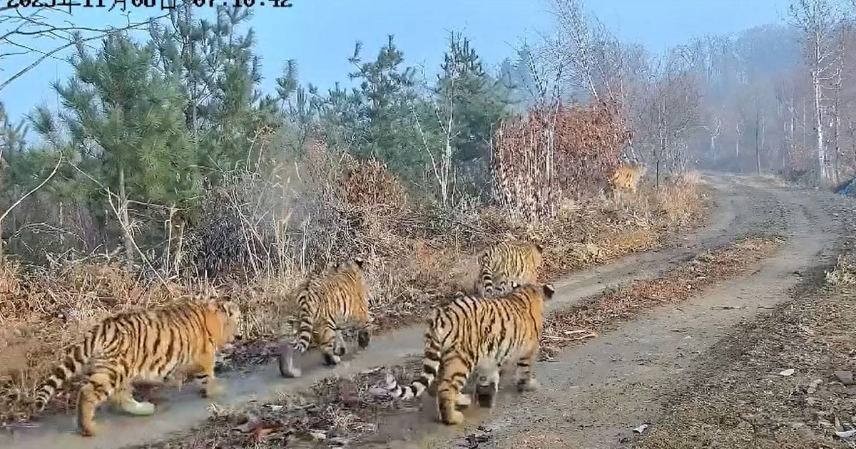 Five Tiger Cubs Filmed in China Mark Conservation Success | WWF