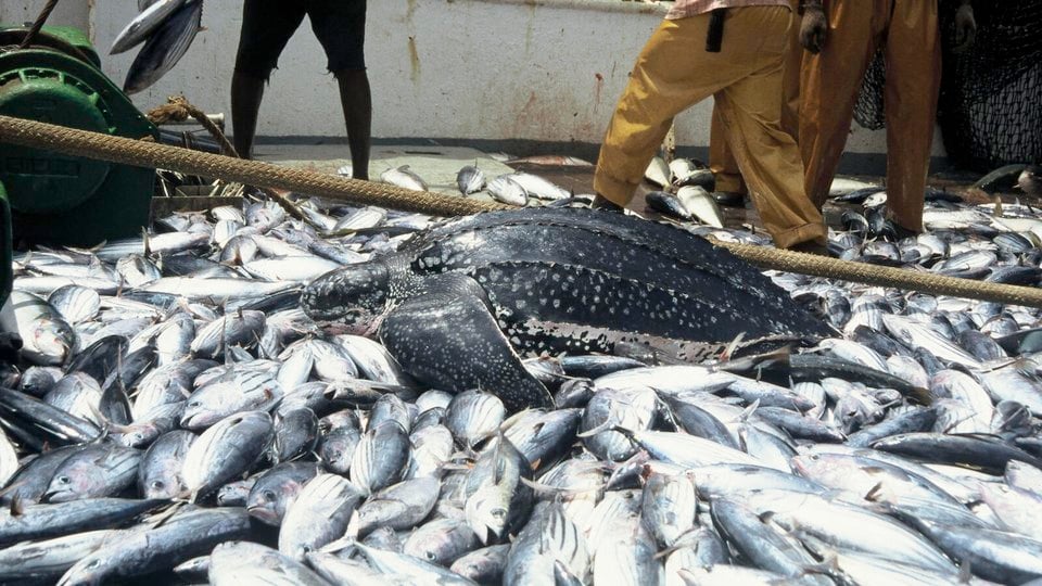 Sustainable Tuna Fishing for a Healthier Ocean | WWF