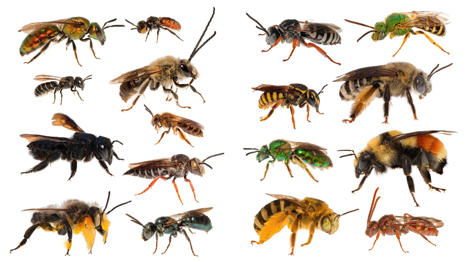 4,000 Reasons to Love North America’s Native Bees | World Wildlife Fund
