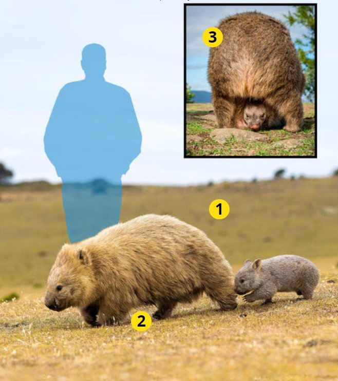 Meet the Bare-Nosed Wombat: Nature’s Burrowing Giant | WWF