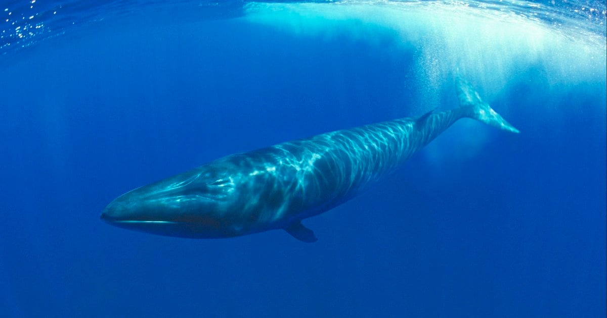 Sei Whale | World Wildlife Fund