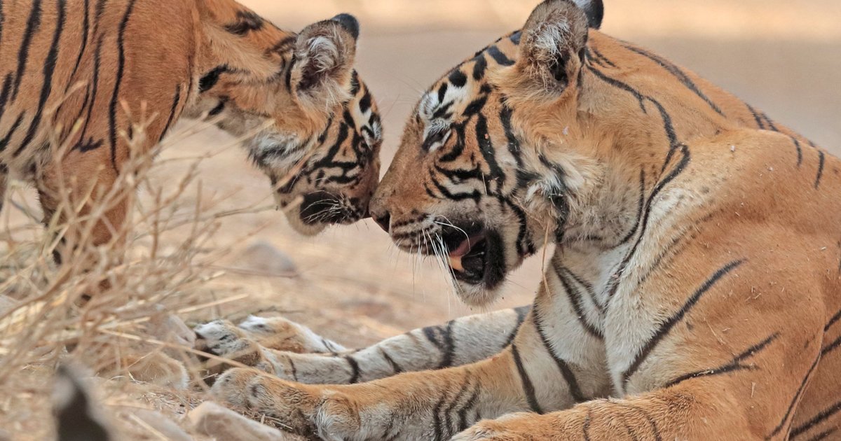 WWF 2021 Partner Symposium: Conservation and Climate | World Wildlife Fund