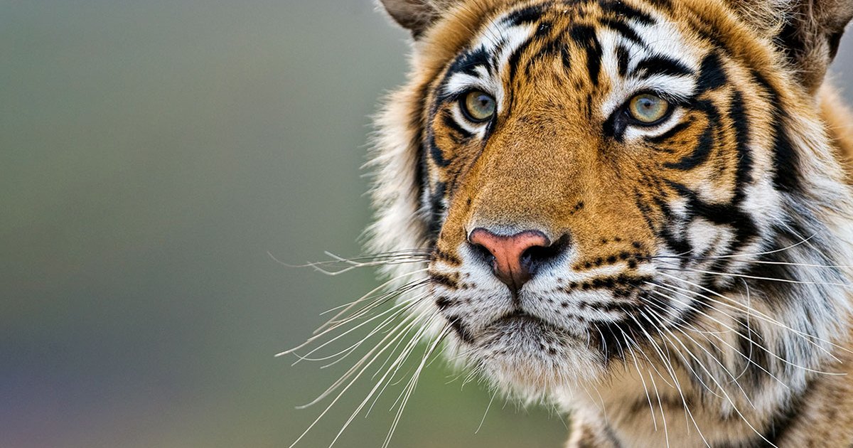 Thank You for Supporting WWF’s Conservation Mission | World Wildlife Fund