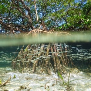 WWF’s Global Efforts to Restore and Protect Mangroves | WWF