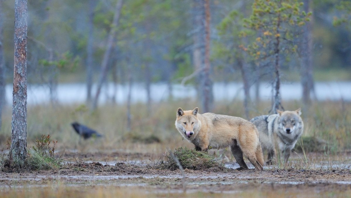 The return of the wolf in Europe | WWF