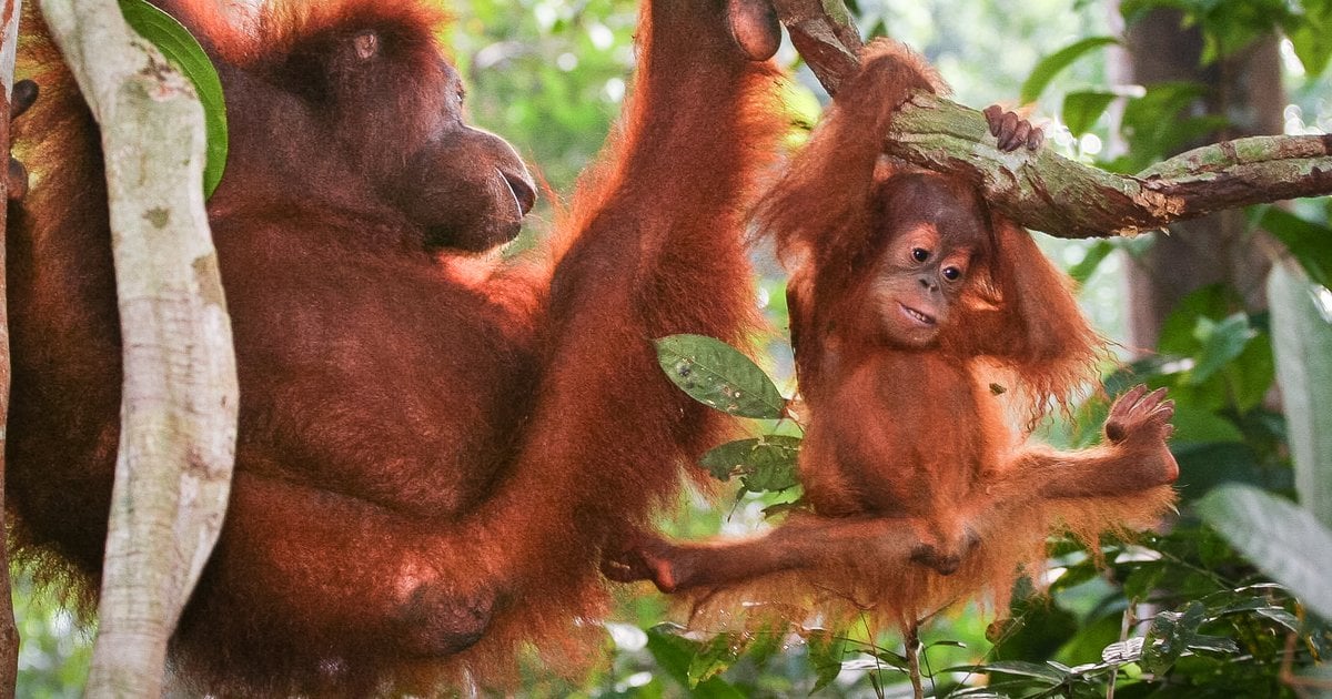 Endangered Species Threatened by Palm Oil | World Wildlife Fund