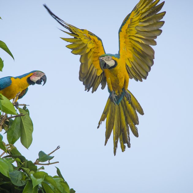 The Amazon Rainforest | World Wildlife Fund