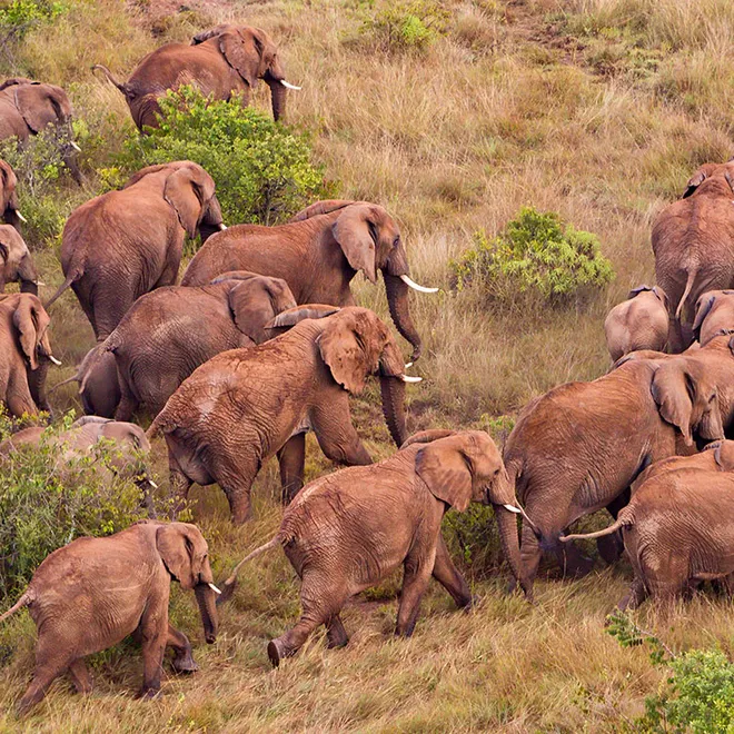 African elephants and climate change | World Wildlife Fund