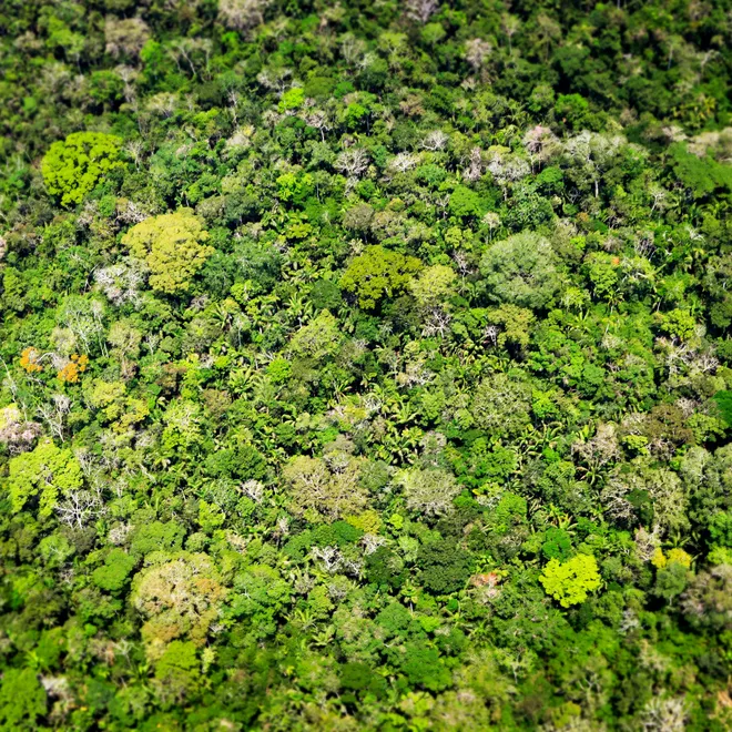 Protecting the Amazon: Why This Rainforest Matters | World Wildlife Fund