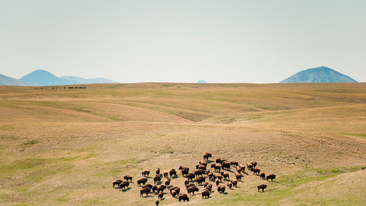 Native Nations Lead Bison Restoration | WWF | World Wildlife Fund