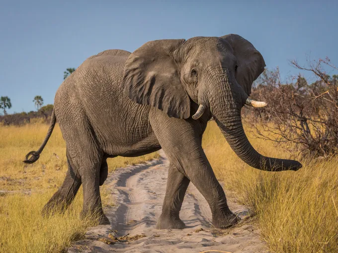 Elephant Conservation: Facts and WWF’s Global Efforts | World Wildlife Fund