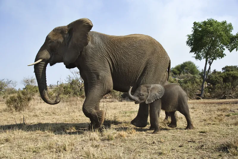 Elephant Conservation: Facts and WWF’s Global Efforts | World Wildlife Fund