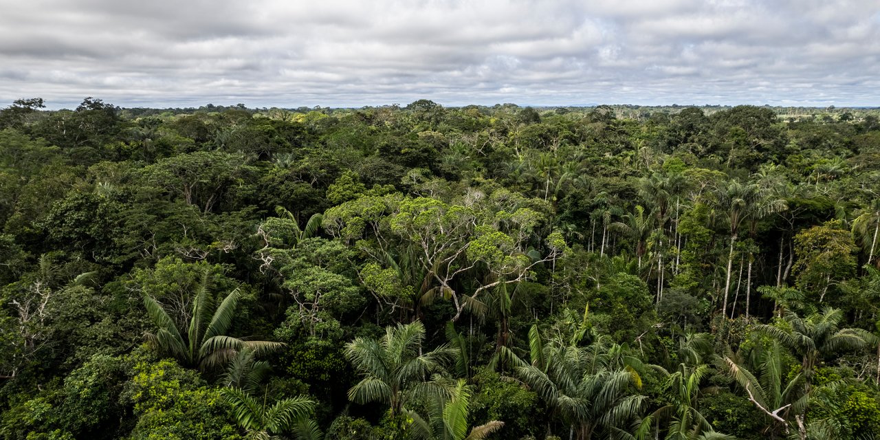 COP16: A Global Push to Protect Biodiversity by 2030 | World Wildlife Fund