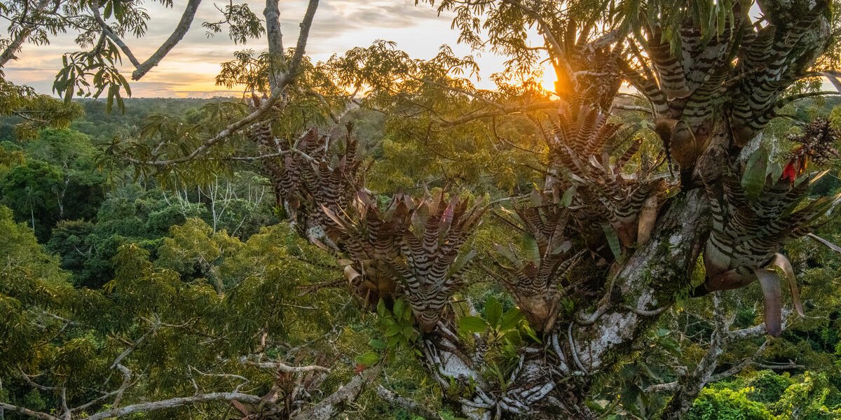 The Amazon in Crisis: Forest Loss and Global Impact | WWF
