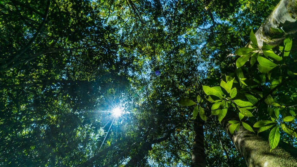 Addressing Threats to the World's Forests | World Wildlife Fund