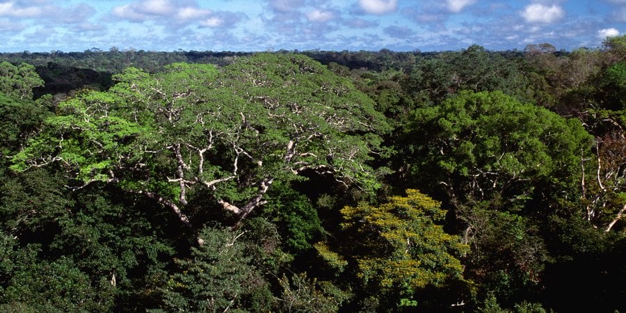 What the Amazon Needs Now | World Wildlife Fund