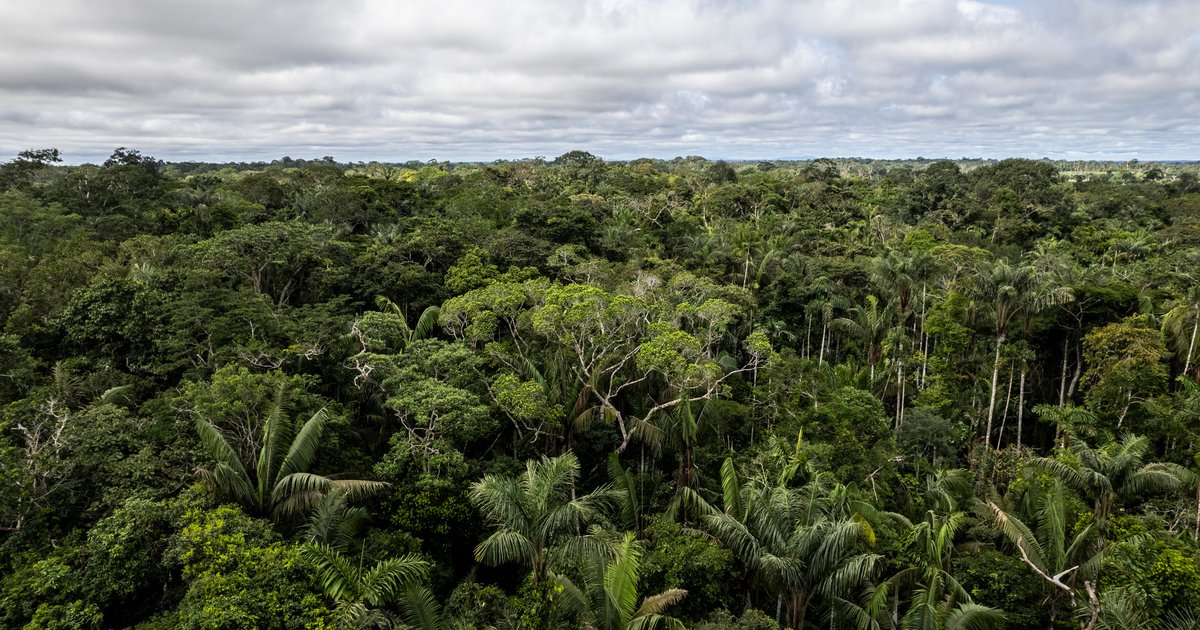 Why the Amazon Rainforest Matters to Us All | World Wildlife Fund