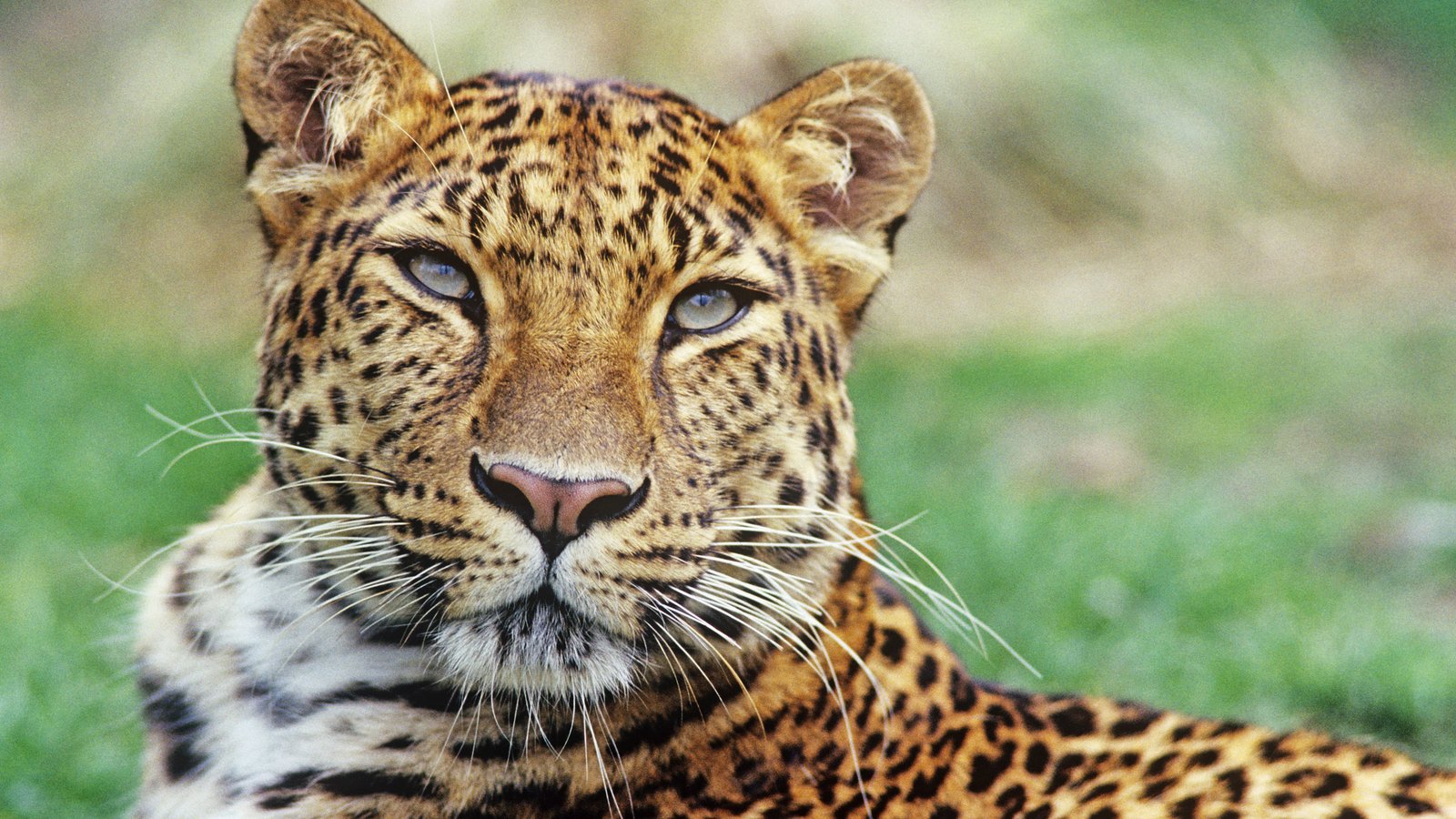 How Fast Are Amur Leopards? | World Wildlife Fund