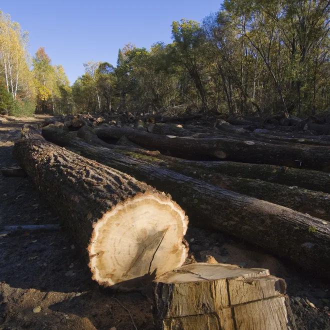 Combating Illegal Logging | WWF | World Wildlife Fund