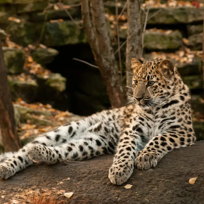 How Fast Are Amur Leopards? | World Wildlife Fund