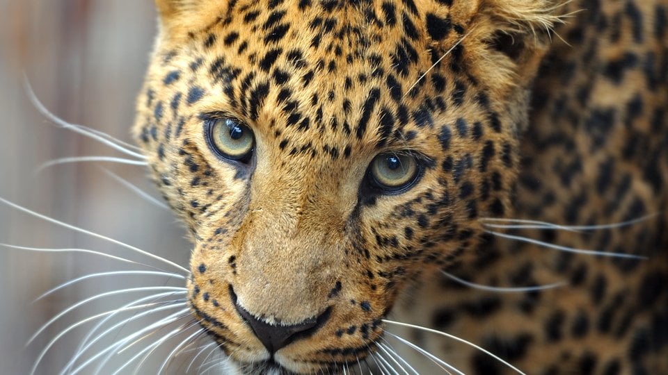 How Fast Are Amur Leopards? | World Wildlife Fund