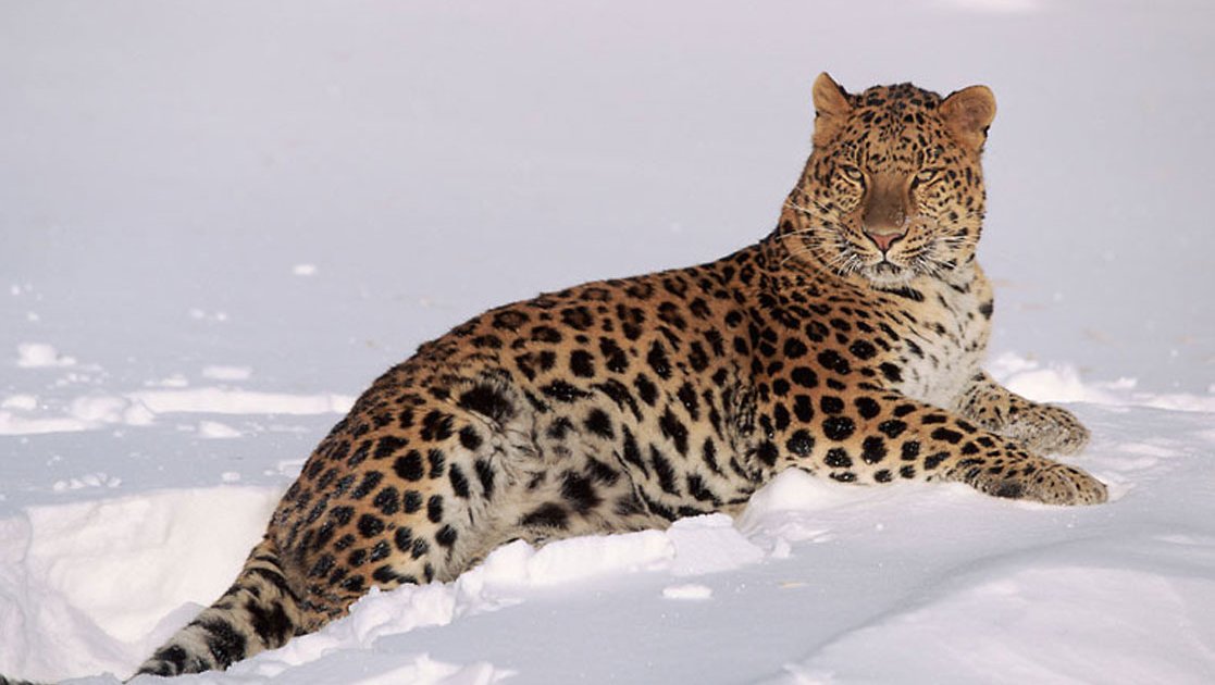 How Fast Are Amur Leopards? | World Wildlife Fund